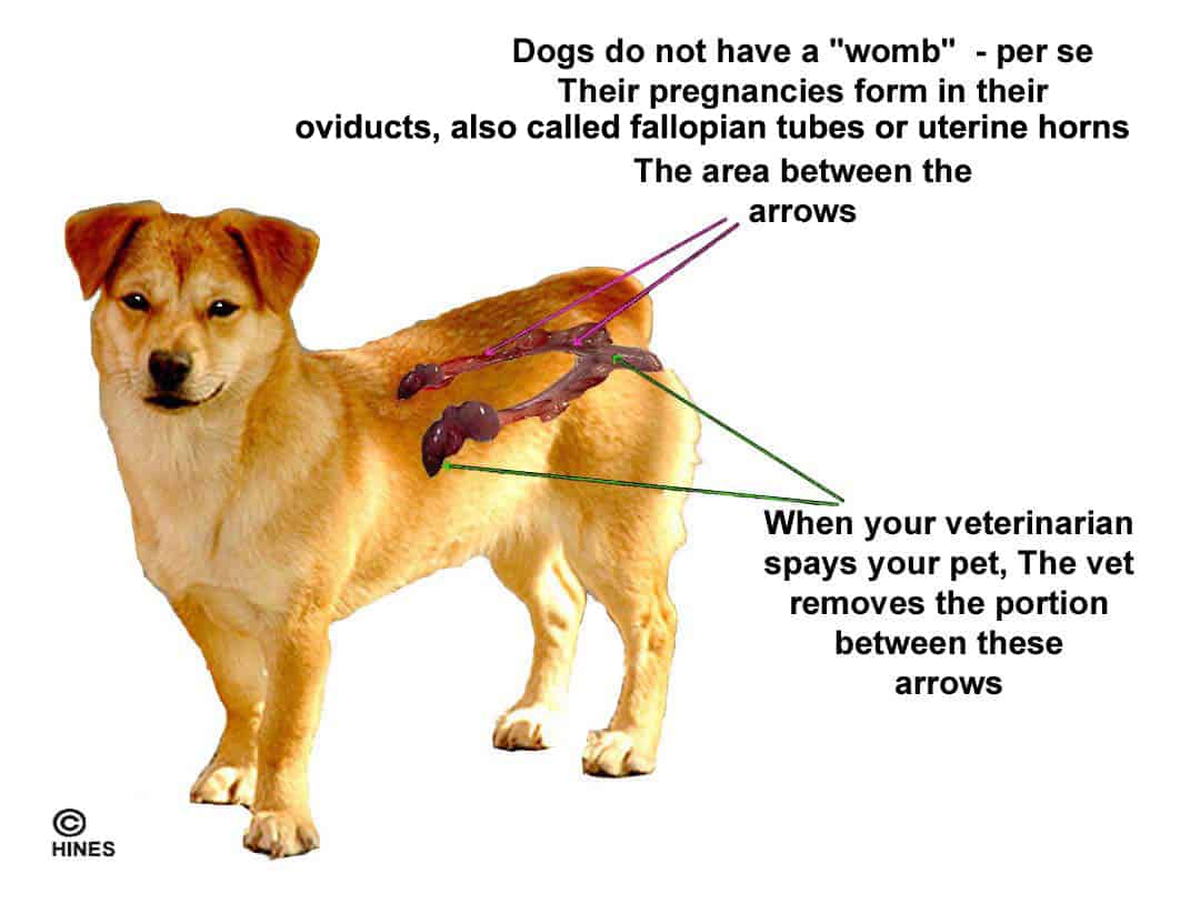 Why Should I Neuter My Male Dog