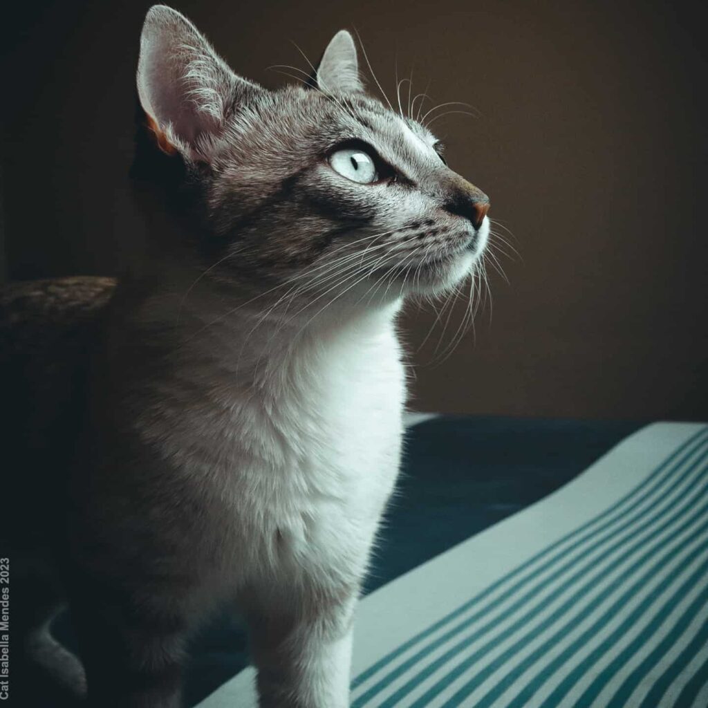 Why Is My Cat Scratching, Losing Its Hair And Licking Itself Raw? – Ron ...